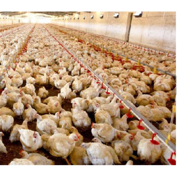 Quality Broiler Automatic Poultry Drinker Nipple Cup Drinker System for sale