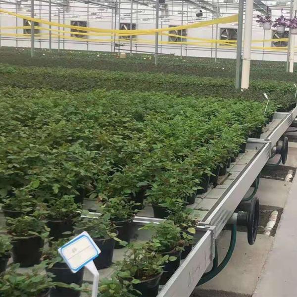 Quality Vegetables Ebb And Flow Tray Seeding Bed Greenhouse Rolling Benches for sale
