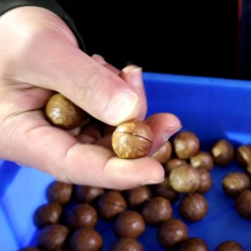 Quality High Accurate Macadamia Inshell Nuts Sorting Machine For Mass Production for sale