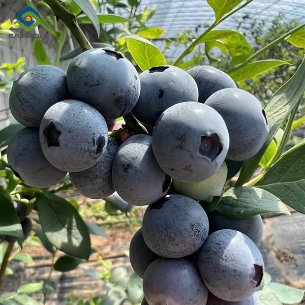 Quality Customized Color Plastic Cover Greenhouse For Blueberries Growth for sale