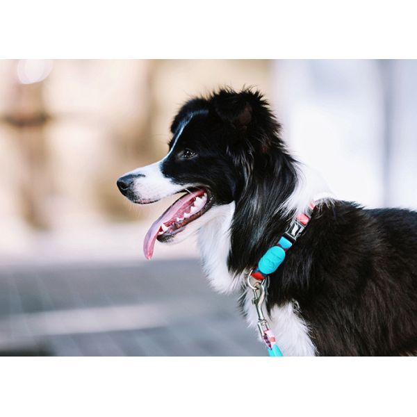 Quality Nylon Polyester Webbing Dog Collar For small Medium Big Dogs for sale