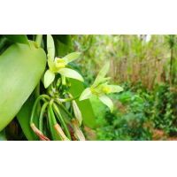 Quality Effective Natural Vanilla Flavor Powder For Enhanced Feed Palatability In for sale