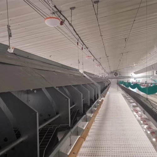 Quality Chain Feeding System Chicken Breeding Equipment for sale