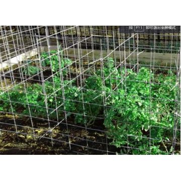 Quality ISO9001 SS304 SS201 Plastic Coated Wire Mesh Panels For Support Of Plants for sale