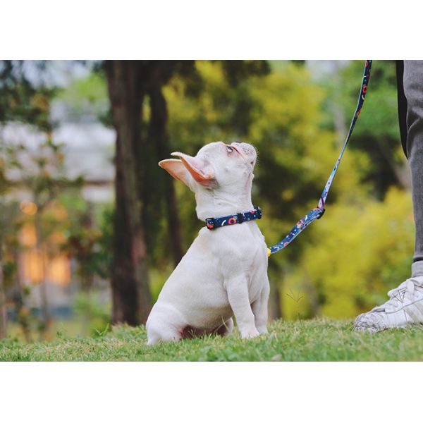 Quality Soft Adjustable Wide Reflective Dog Collars With Name Plate Tag for sale