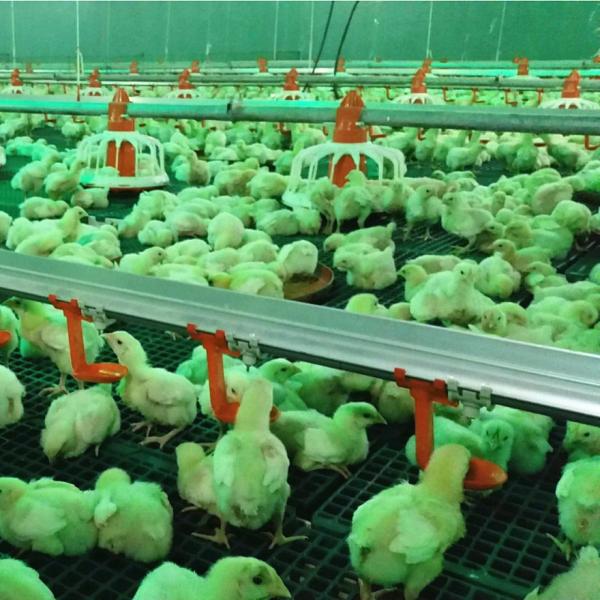 Quality 45mm Diameter Broiler Equipment for sale
