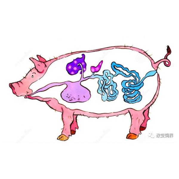 Quality Livestock Feed Acidifier Effective Digestive And Antibacterial Functions for sale