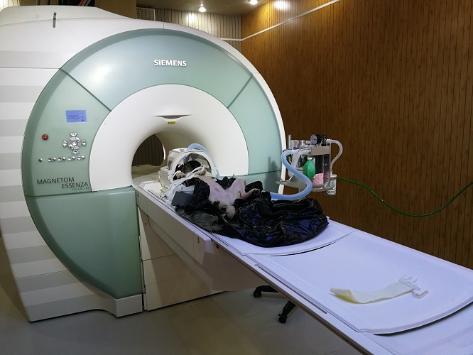 medical treatment anesthesia machine professional veterinary