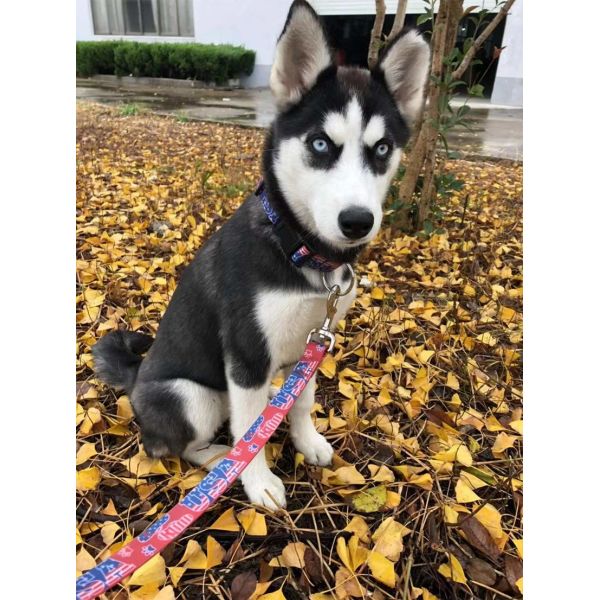 Quality Durable Waterproof Dog Collar And Leash , Reflective Pet Training Leash for sale