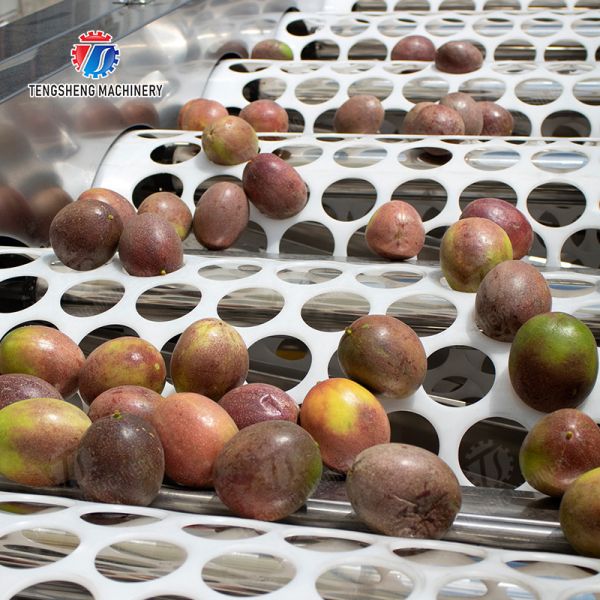 Quality Processing Production Inspecting Grading Fruit Vegetable Onions Saiko persimmon for sale