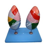 Quality Bronchopulmonary Segments of Lung Model Human Life Size for Schools and Medical for sale