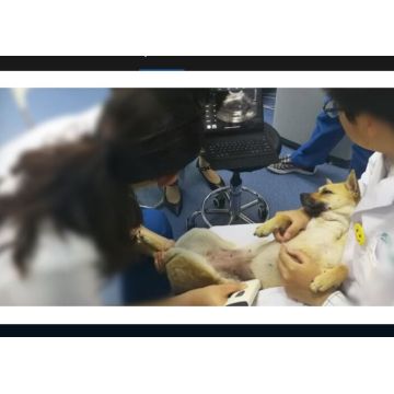 Quality Cardiac Handheld Ultrasound Machine Wireless Ultrasound Probe Human Or Vet Usage for sale