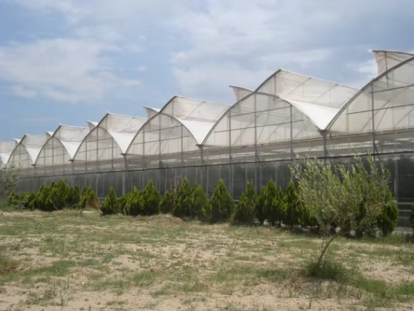 Plastic Film Greenhouses 8.jpg