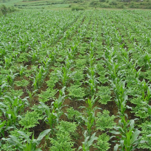 Quality Yizhi Konjac Jelly Compound Powder Gluten-Free Vegan-Friendly Jelly Solution for sale