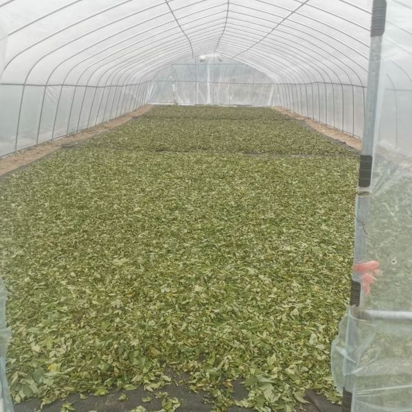 Quality Raspberry Sweet Leaf Can Make It Into Natural Plant Sweeteners Widely Used in Drink, Food, Health Care, Beauty, Medicine and Other Industries for sale