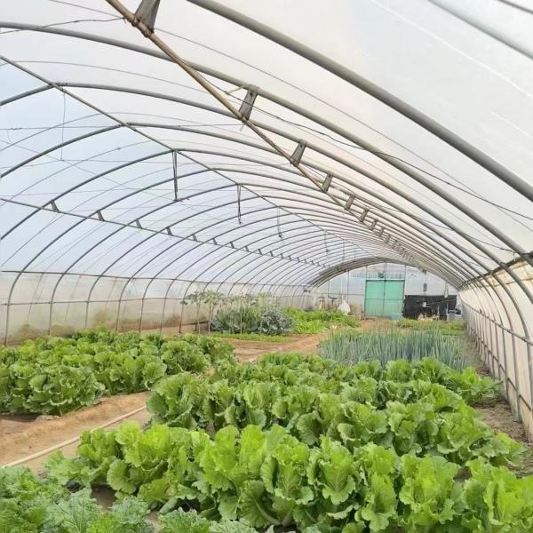 Quality Multi Span Commercial Greenhouse With Hydroponics System Custom for sale