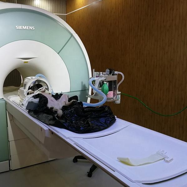 Quality Professional Aluminum Alloy Medical Treatment Anesthesia Machine Veterinary for sale