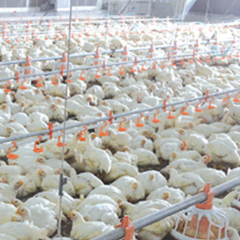 Quality Automatic Pan Feeding System Poultry Farm Equipment for sale