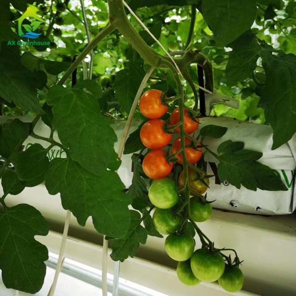 Quality Vertical Soilless Gardening Systems Soilless Hydroponic Growing Equipment for sale