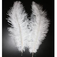 Quality Hat Decoration Millinery Feather Small Ostrich Plumes Feather for Events for sale