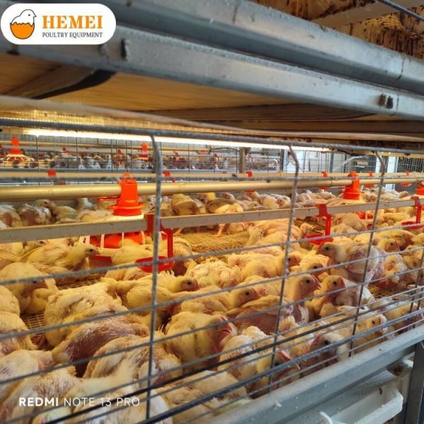Quality Multi Tier Automatic Harvesting Broiler Cage for sale
