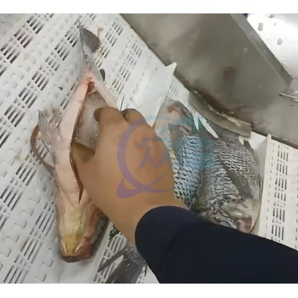Quality Wear Resistant Fish Killing Machine , 380V Automatic Fish Fillet Machine for sale