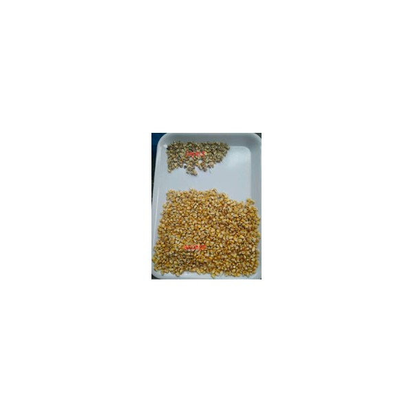 Quality Grain Corn Separating Machine 1 Chute 64 Channels For Grading for sale