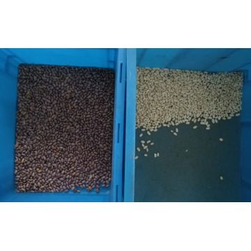 Quality WENYAO 10 Chutes Beans Color Sorter , 10t/h Colour Sorting Machines for sale