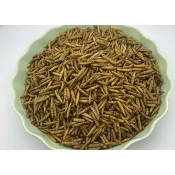 Quality Black Soldier Fly Protein Nutritious Insect Feed for Livestock Farming for sale
