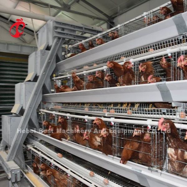 Quality Semi Automatic Poultry Layer Cage 15000 Birds Manual Poultry Cage In Nigeria Iris for sale