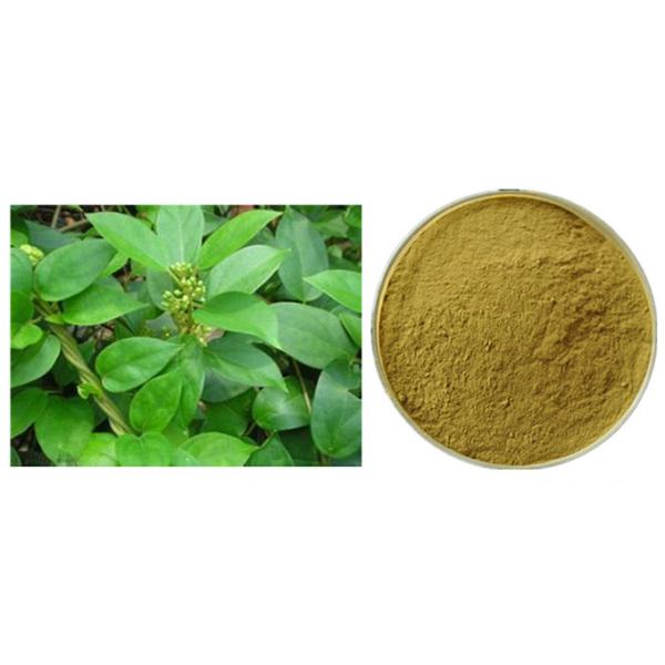 Quality Gymnema Sylvestre Leaf Anthocyanin Extract Powder For Pharmaceutical for sale