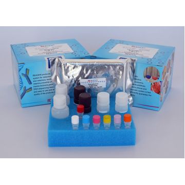 Quality Rapid Detection Apramycin ELISA Test Kit Competitive Enzyme Immunoassay for sale