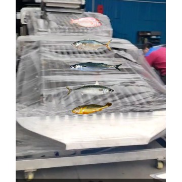 Quality High Speed Automatic Fish Sizing Machine For Grading Many Kinds Ocean Fish for sale