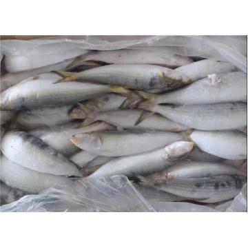 Quality BQF Freezing Bulk 75g Fresh Frozen Sardines For Bait for sale