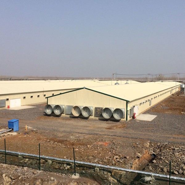 Quality Automatic Chicken Layers Steel Structure Poultry House OEM for sale
