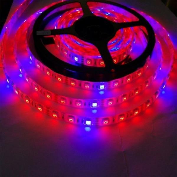Quality Seed Starting Lamp Body Material PC Led Grow Light Strip with 5050 Dc 12v/24v for sale