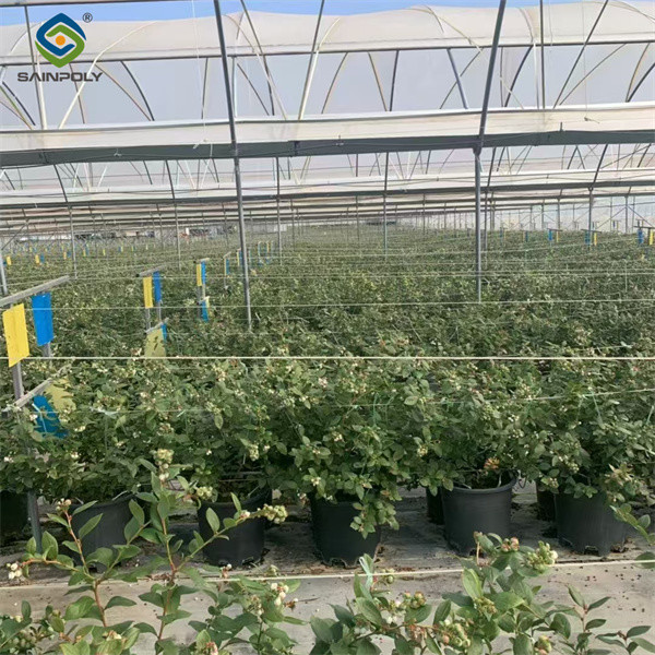 Quality Multi Span Blueberry Planting Fruit Growing Greenhouse With Irrigation System for sale