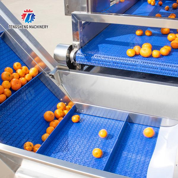 Quality vegetable drying equipment Fruit and vegetable selection washing and drying for sale