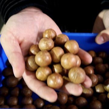 Quality High Accurate Macadamia Inshell Nuts Sorting Machine For Mass Production for sale