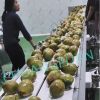 china 2-9T/H Filling Speed Coconut Water Machine 5-20 BIB Bag