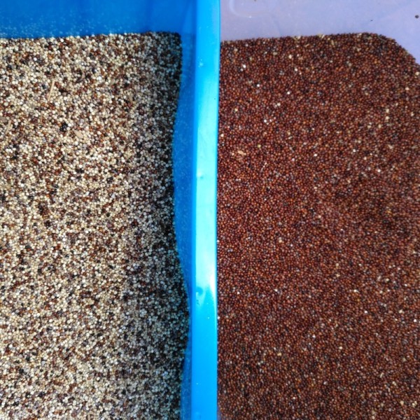 Quality Sesame Pepper Color Sorting Machine With Ce Certificate for sale