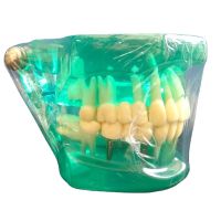 Quality DTC Orthodontic Dental Typodont Brackets Model Custom Made for Manual and OEM for sale