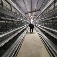 Quality H Type 2.5mm Open House Battery Cage System 450cm2/Bird Area for sale