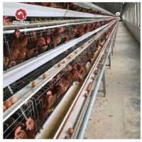 Quality 10000 Birds Layer Poultry Equipment A Frame Layer Cages SGS Approved for sale