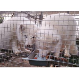 Quality Anti Corrosion Wire Mesh Hardware Cloth Galvanizing Finish For Animal Cage for sale
