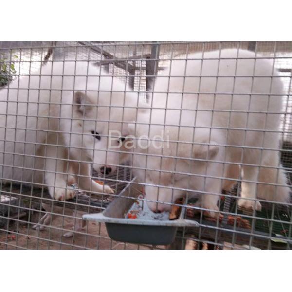 Quality Anti Corrosion Wire Mesh Hardware Cloth Galvanizing Finish For Animal Cage for sale