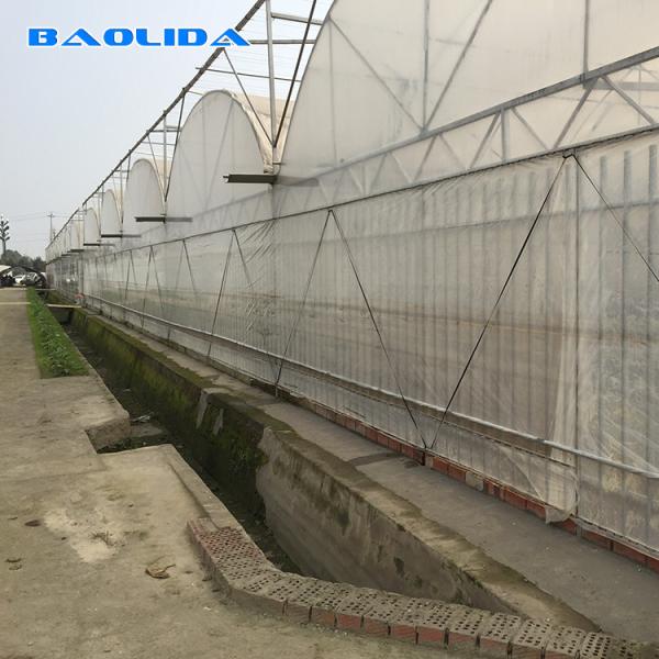Quality Plastic Shed Multi Span Greenhouse / Agricultural Polythene Grow Tunnel for sale