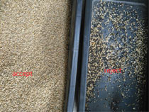 Quality 1 Chute 64 Channels Wenyao Color Sorter for Rye seeds for sale