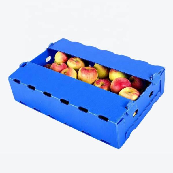 Quality Fruit box by PP material composition of low price for sale