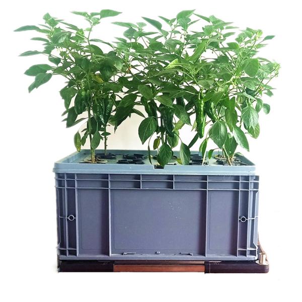 Quality Leafy Greens Growing Cloner Bucket Cannabis Aeroponic Grow System for sale